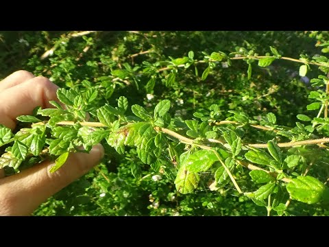 Mexican oregano - Easy herb to grow in Florida