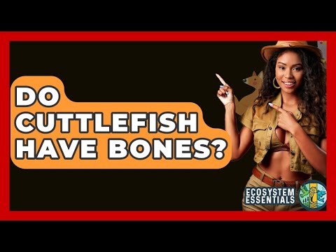Do Cuttlefish Have Bones? - Ecosystem Essentials