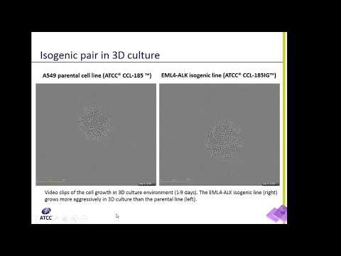 EML4-ALK A549 Isogenic Cells in 3D Culture