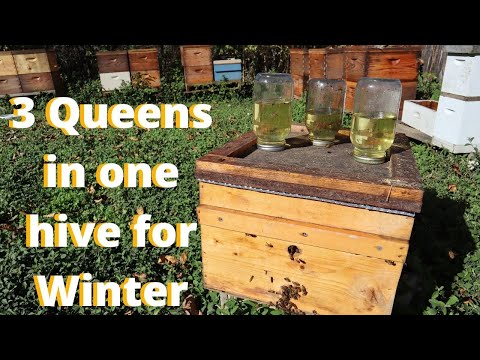 🔵3 Queen Insurance Hives. Full Inspection Nov 8.