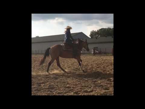 FORSALE, contact Prime Time Performance Horses. Ask for Danielle at 989-280-6729