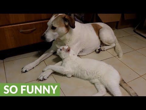 Dog totally unimpressed with overly-affectionate cat
