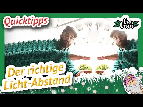 LED & NDL: der richtige Licht-Abstand zu Deiner Pflanze #shorts