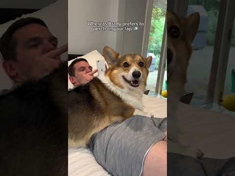 Differences Between my Two Corgis #corgi #dogs