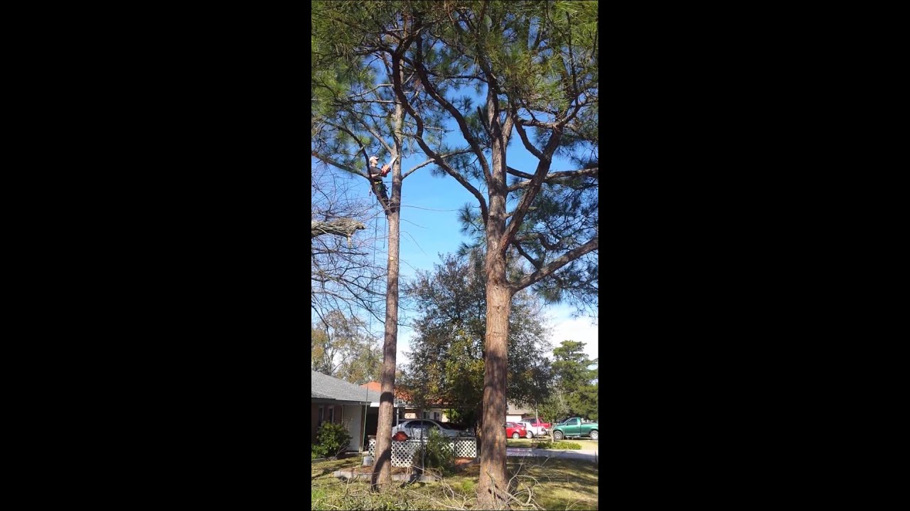 AJ's Tree Removal And Tree Care Tree Removal Video Example