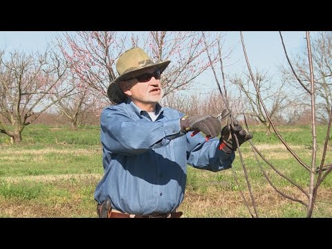 Pruning Apple Trees - Family Plot
