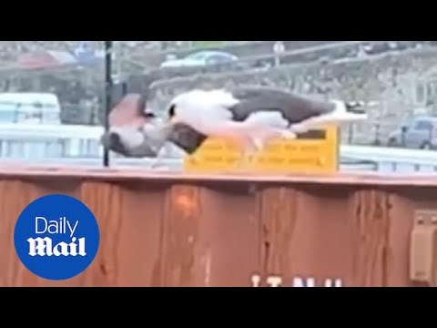 Seagull chomps on pigeon while it is still alive in Devon