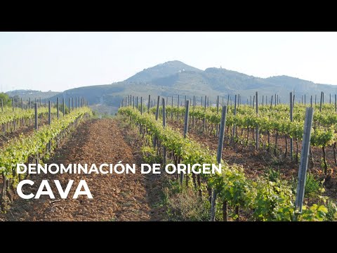 Spanish Wine Regions: Cava