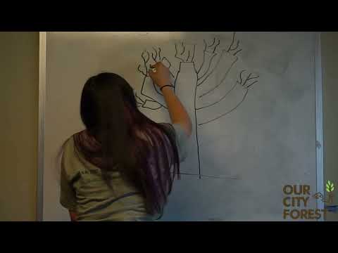 What Is Tree Topping? -- OCF --