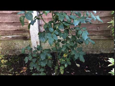 Pruning a Hybrid Tea Rose