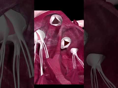 हार्ट के वाल्व कैसे दिखते हैं Heart Valve Surgery in 3D Animation - Watch Now!#shorts