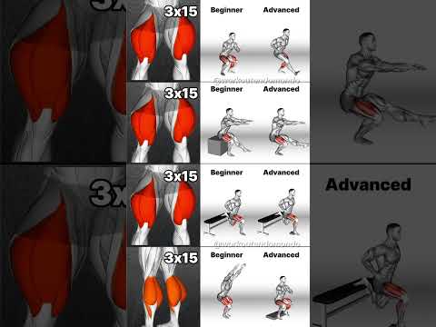Leg Workouts for ALL Levels: Beginner to Advanced Training!