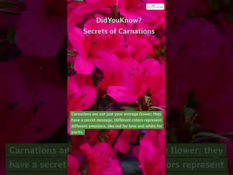 Carnations:Nature's Palette of Emotions🌸|Symbolism&Splendid Colors| DidYouKnow|Secrets of Carnations