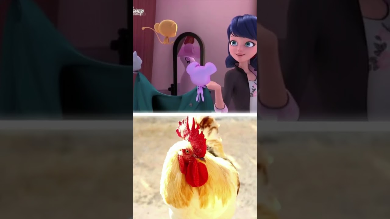 Kwamis in real life Orikko - Rooster | Miraculous Ladybug #Shorts