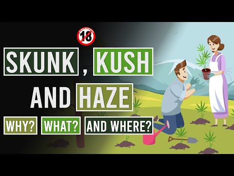 Skunk, Kush and Haze: The Genetic Base for all Modern Cannabis!