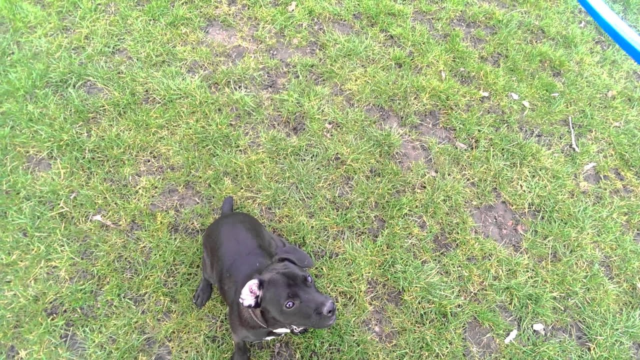 Patterdale Terrier Training.  Exercise your patterdale terrier with a flinger!