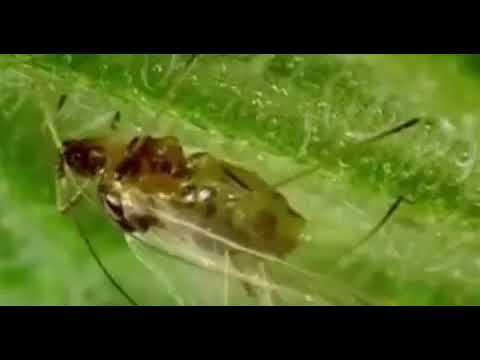 Aphid sucking insect mouthpart plantjuice