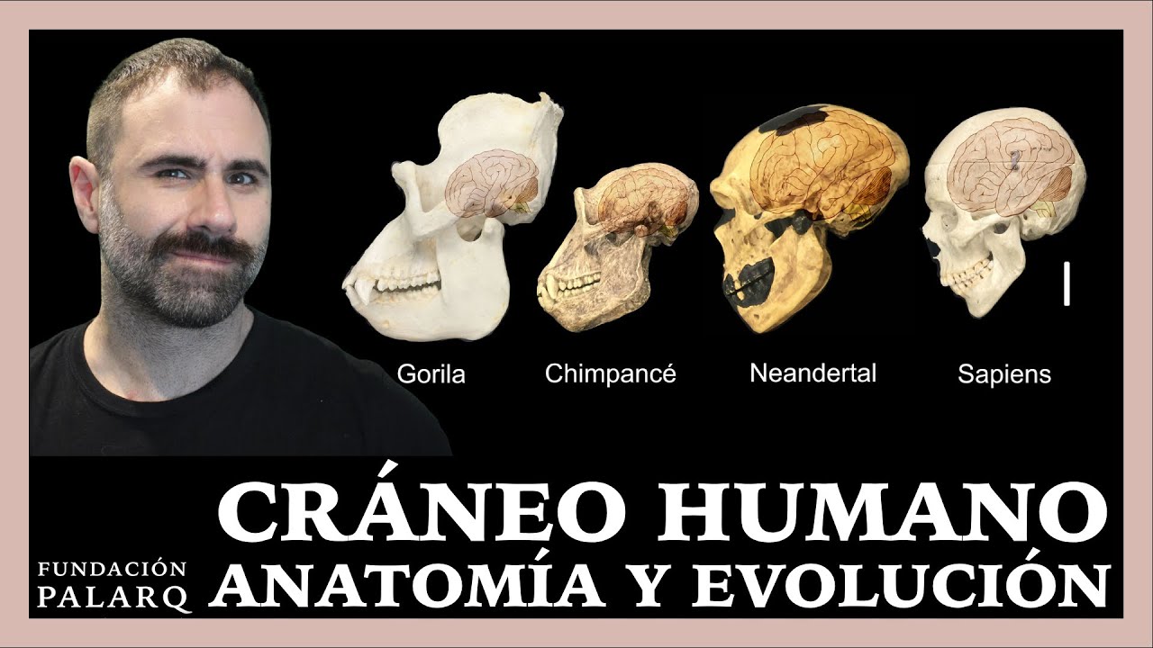 ¿Qué nos diferencia de los Neandertales? Anatomía del cráneo Homo sapiens