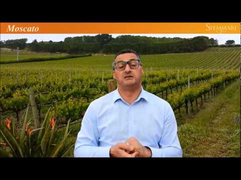 Stemmari Wines Presented by Lucio Matricardi