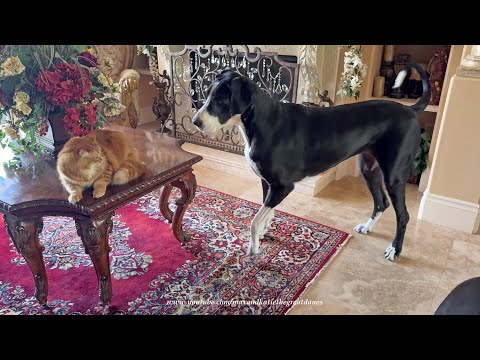Funny Great Danes & Cat Enjoy Morning Pestering Play Time Fun