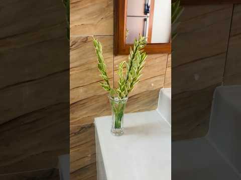 Propagation of Devil’s Backbone Plant in water #shorts #trending #indoorplants #plantcare #plants