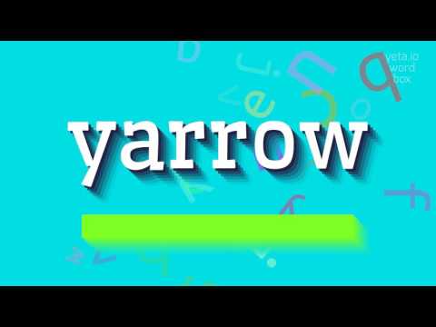 How to say "yarrow"! (High Quality Voices)
