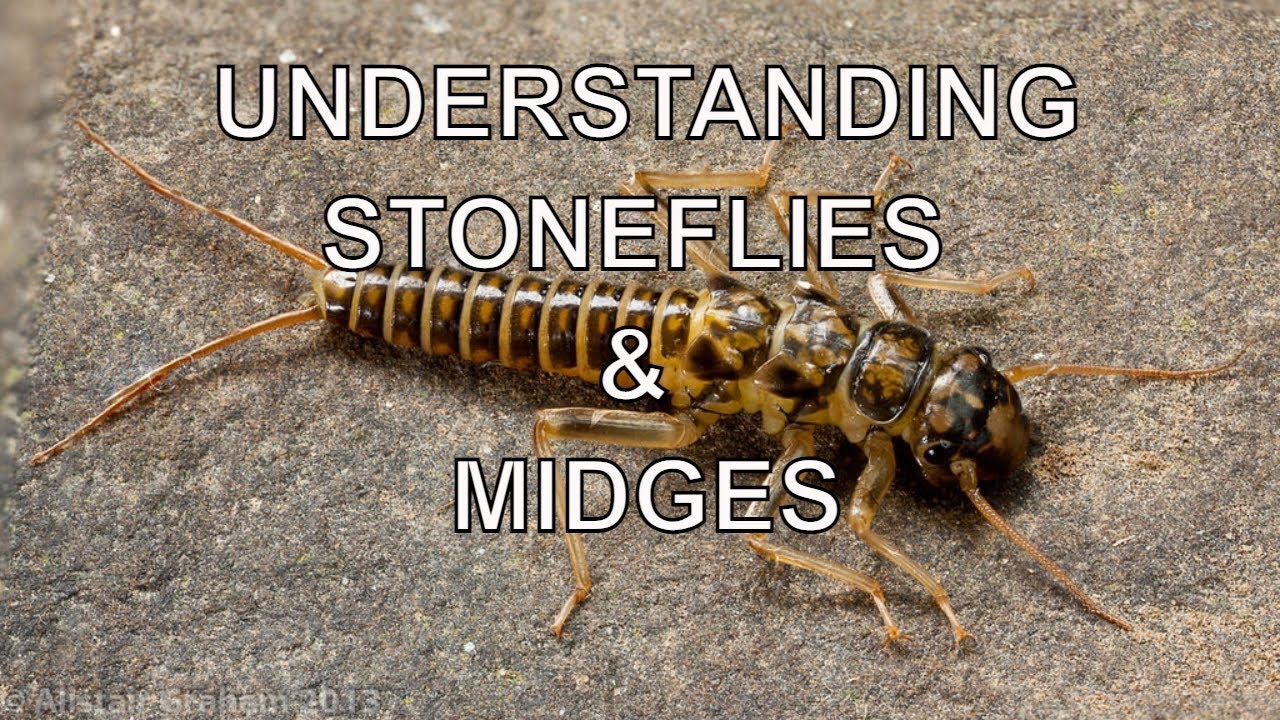 Understanding Stoneflies & Midges with Tom Rosenbauer