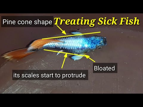100% Natural Cure/Treatment for Dropsy on Guppies!