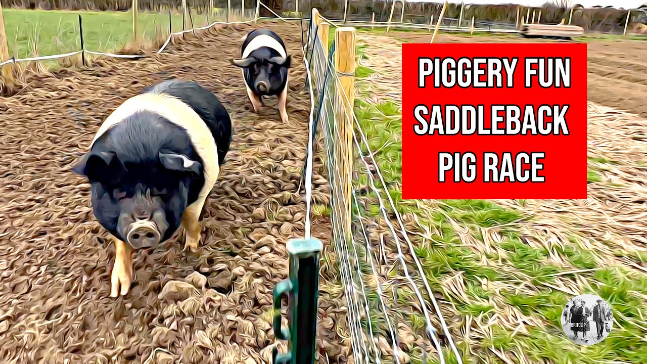 Saddleback Pig Race