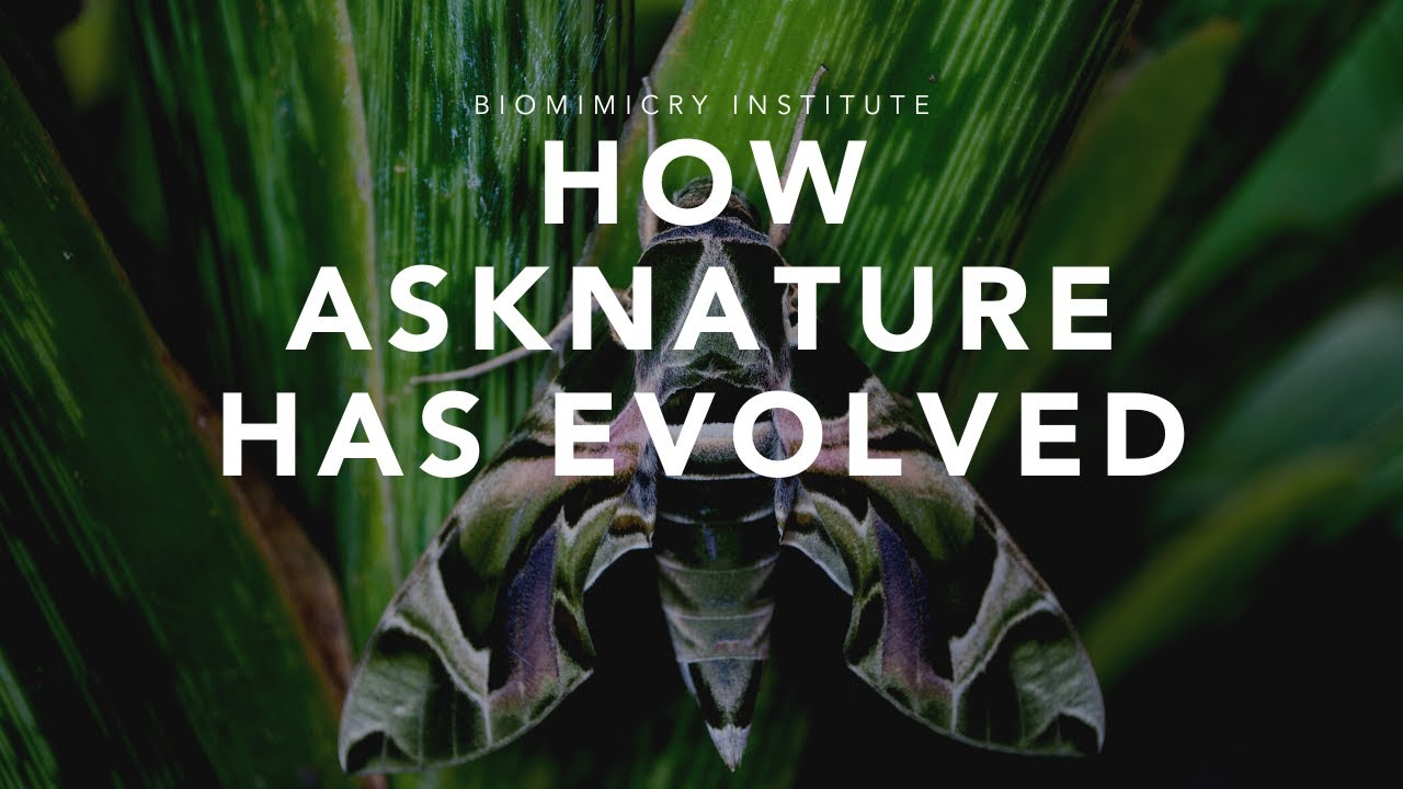 How AskNature Has Evolved