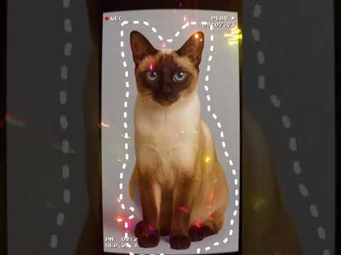5 Easy to train cat breeds
