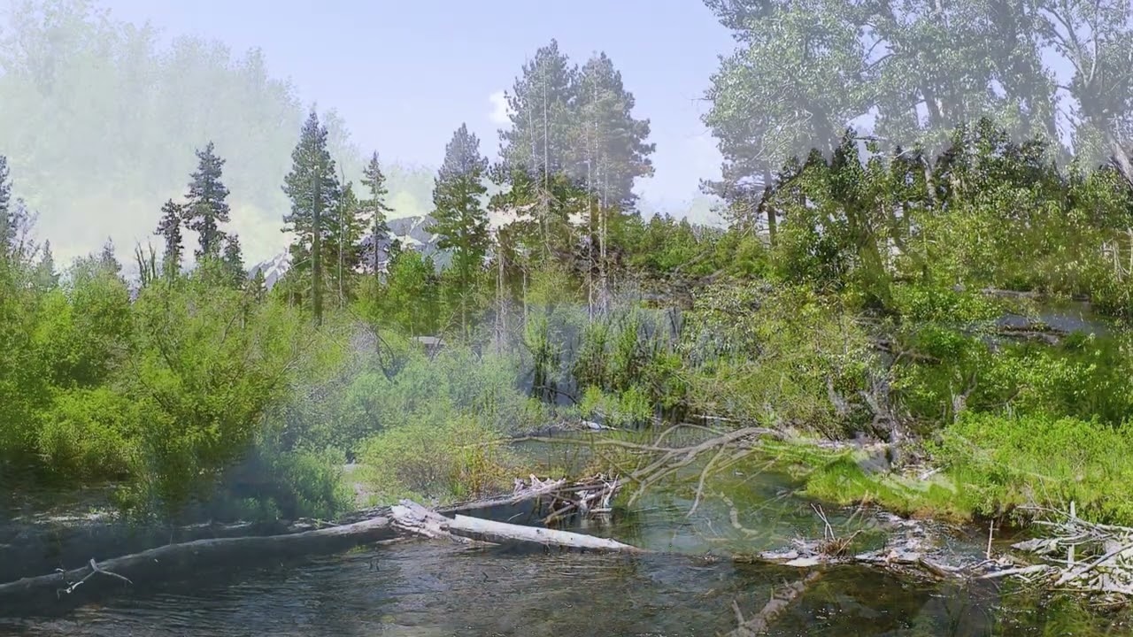 Hidden Gems of Rainbow Trail | Taylor Creek & Tranquil Nature Walk