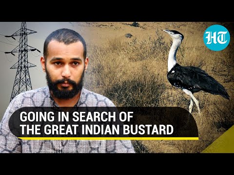 Wildlife filmmaker Pradeep Hegde recalls encounters with the great Indian bustard