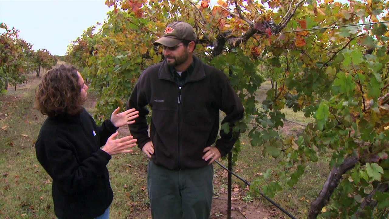 Grape Trellises
