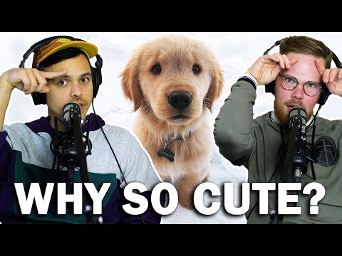 How ‘Puppy Dog Eyes’ Manipulate You