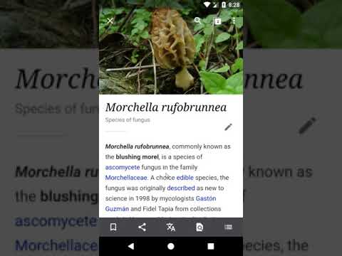 Wikipedia for Android Offline Demo