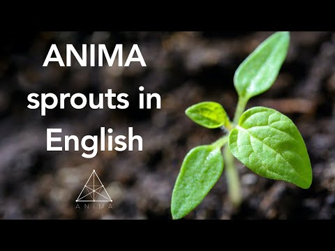 ANIMA sprouts in English