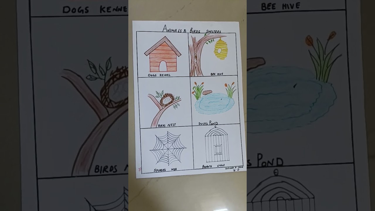 Animal n birds shelter drawing project