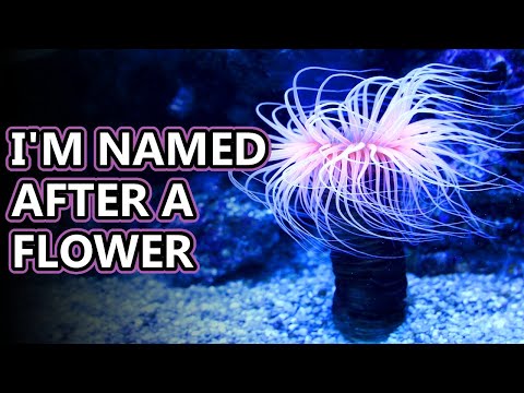 Sea Anemone facts: flowers of the sea | Animal Fact Files