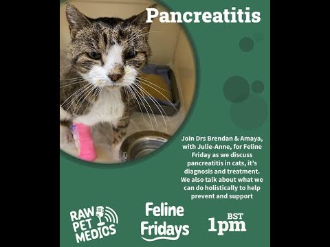 Pancreatitis | Feline Friday | Raw Pet Medics