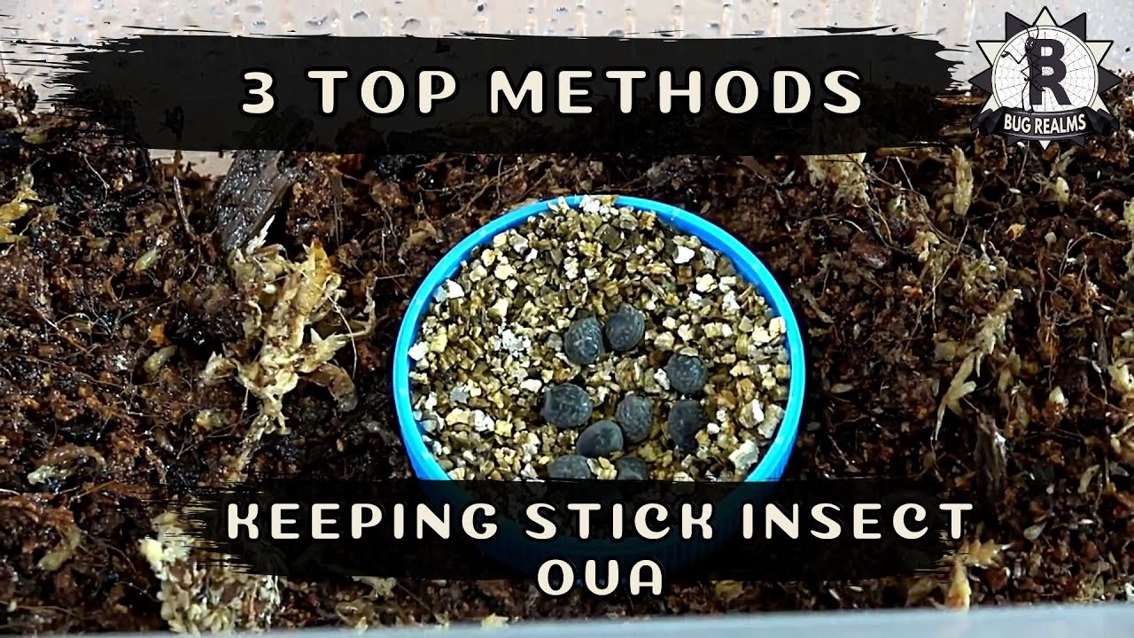 How to care for STICK INSECT eggs!! (Ova) - My Top 3 Methods!