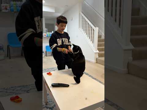 When You Try to Make Your Cat Danceโฆ And Itโs Not Going Well ๐๐พ