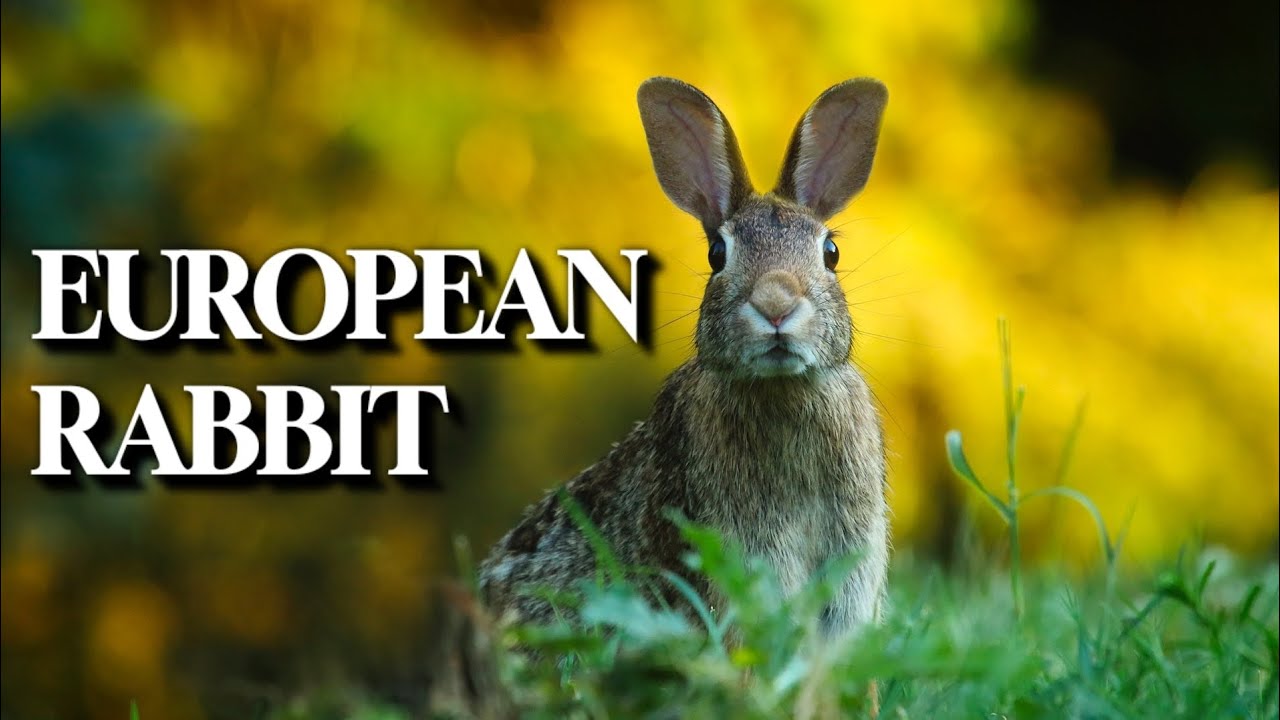 The European Rabbit 101: 17 Amazing Facts Unleashed