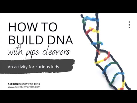 How to build a DNA model out of pipe cleaners