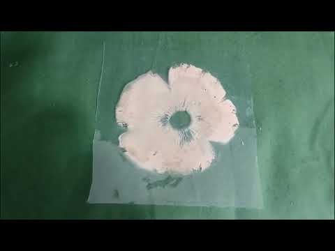 WORLDS FIRST TIME LAPSE VIDEO RECORD OF TERMITOMYCES CLYPEATUS SPORE PRINT AS IT DRIES IN AIR IN GOA