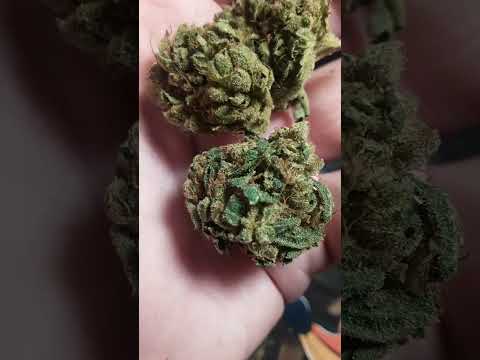 Death Star Dispensary Strain Review!! *Sesh*