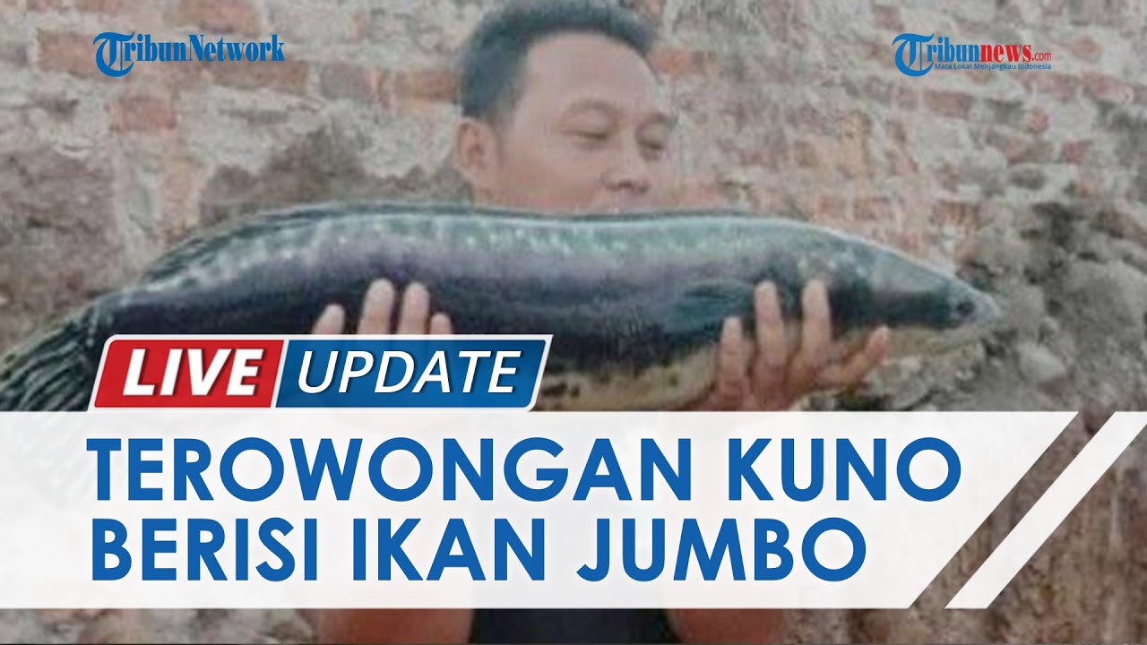 Ikan Berukuran Jumbo yang Ditemukan Warga di Terowongan Kuno Klaten ...