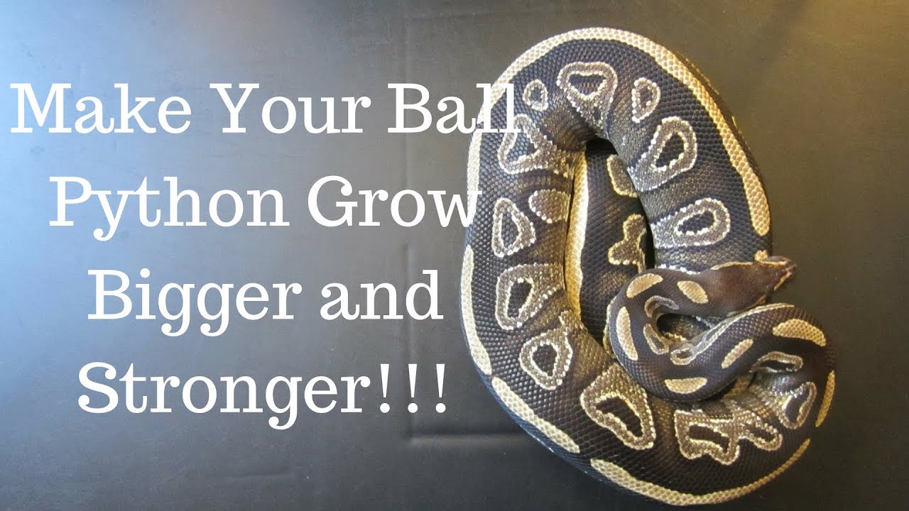 3 Steps To Make Your Ball Python Grow Bigger/Stronger - Benjamin's Exotics