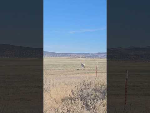 2nd fastest land animal in the world.