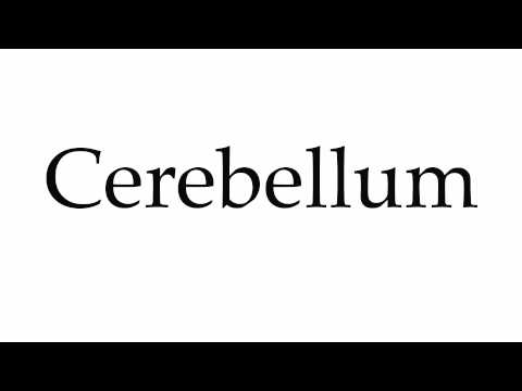 How to Pronounce Cerebellum